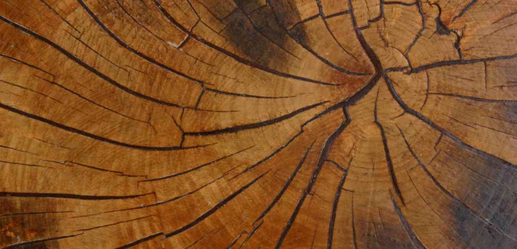 Cracks In Wood (What they are and how to prevent them) - DIY Woodworking Mastery